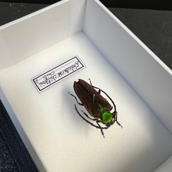 Entomological box - Scarab beetle Cheloderus childreni