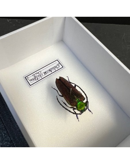 Entomological box - Scarab beetle Cheloderus childreni