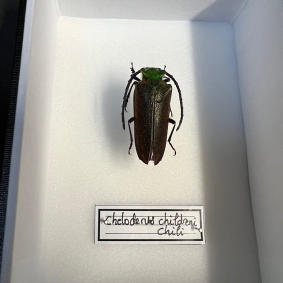 Entomological box - Scarab beetle Cheloderus childreni