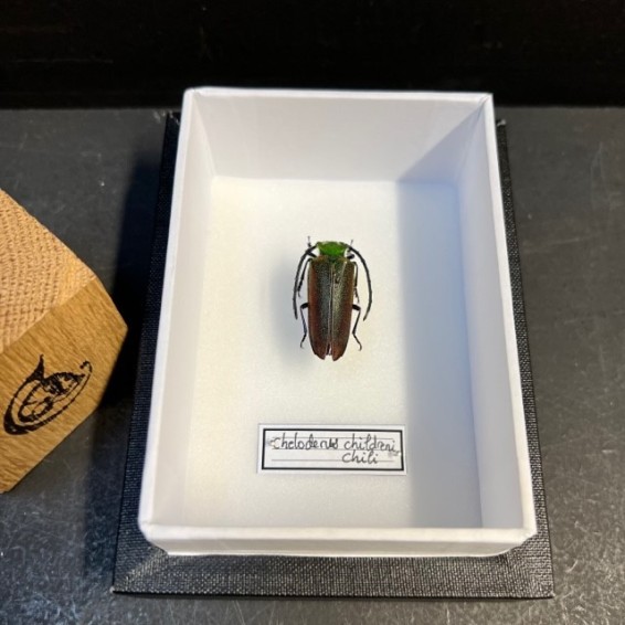 Entomological box - Scarab beetle Cheloderus childreni