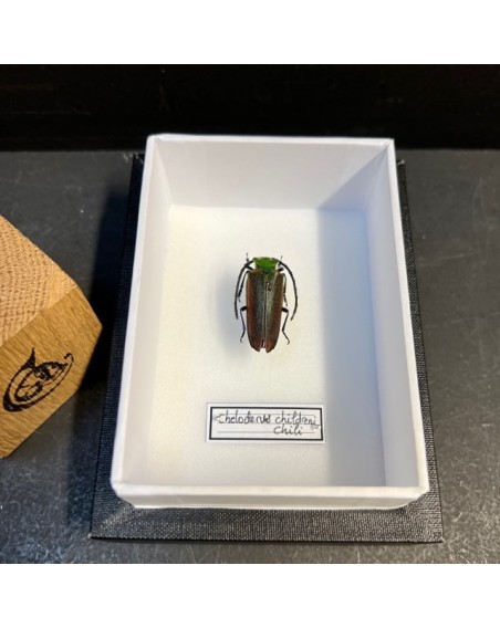 Entomological box - Scarab beetle Cheloderus childreni