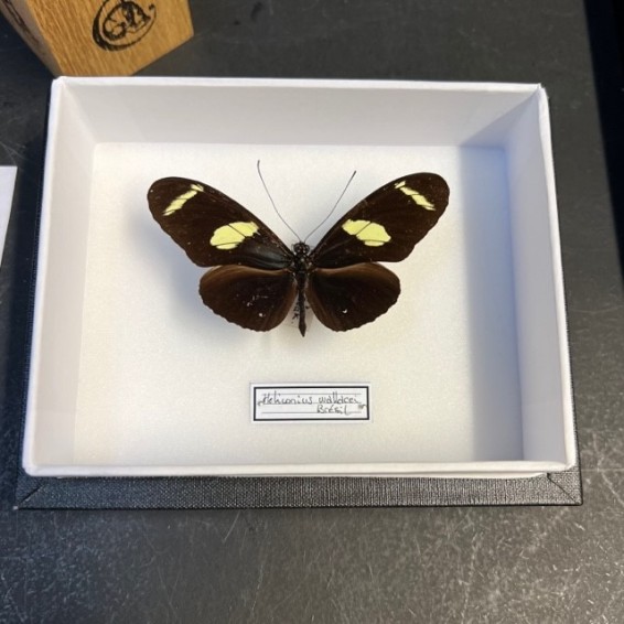 Entomological box - Butterfly Heliconius wallacei