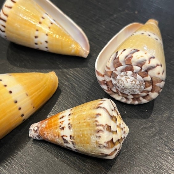 Conus Capitaneus shell of Indian Ocean