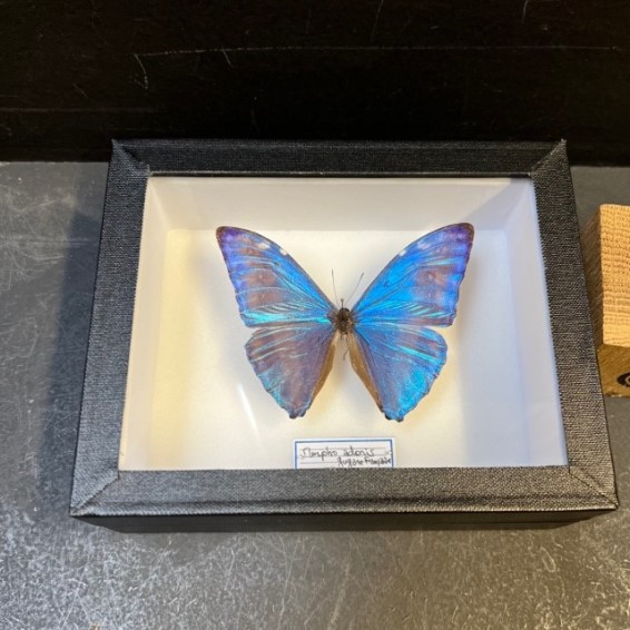 Papillons