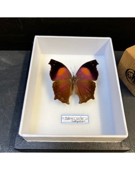 Entomological Box - Salamis cacta butterfly