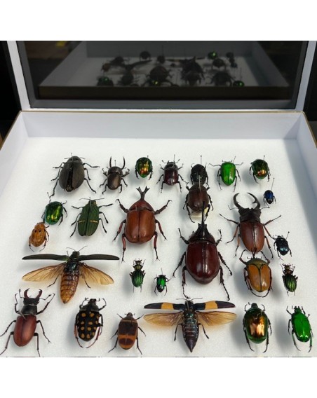 Beetles - Entomological composition of beetles - Entomological box