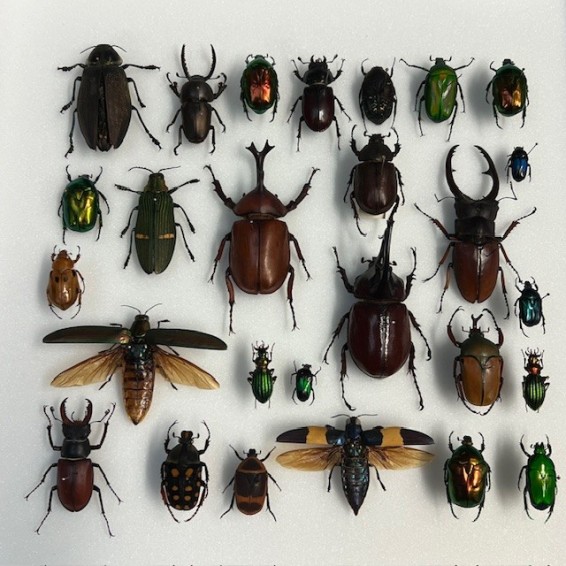 Beetles - Entomological composition of beetles - Entomological box