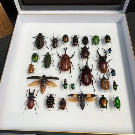 Beetles - Entomological composition of beetles - Entomological box