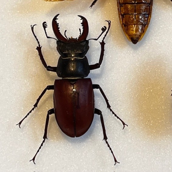 Beetles - Entomological composition of beetles - Entomological box