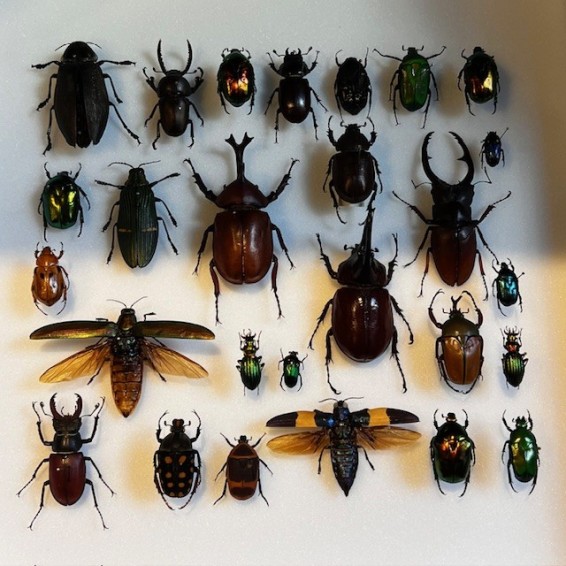 Beetles - Entomological composition of beetles - Entomological box