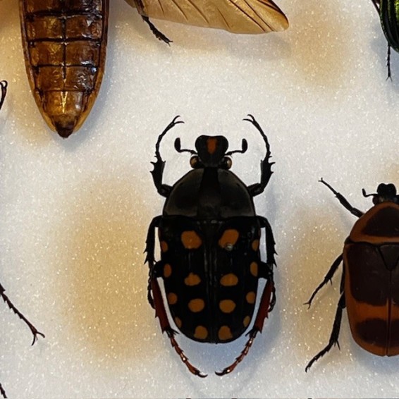 Beetles - Entomological composition of beetles - Entomological box