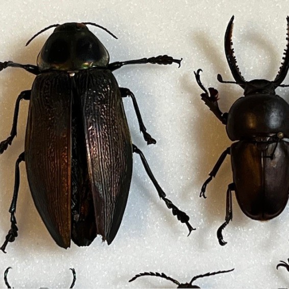 Beetles - Entomological composition of beetles - Entomological box