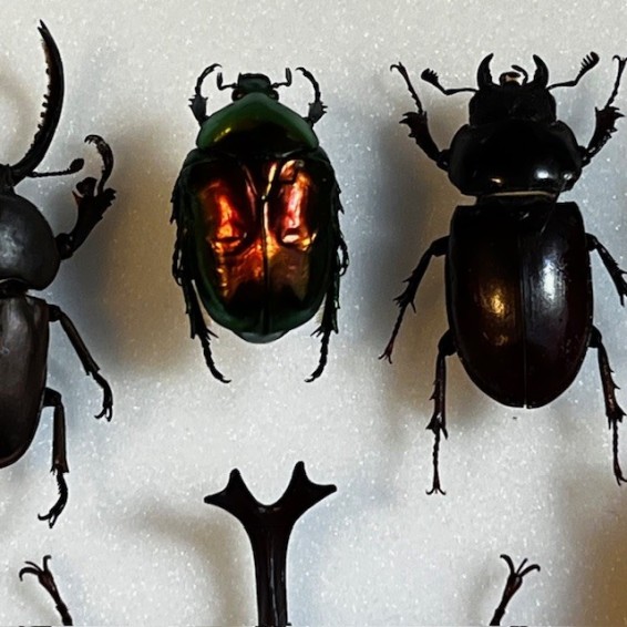 Beetles - Entomological composition of beetles - Entomological box