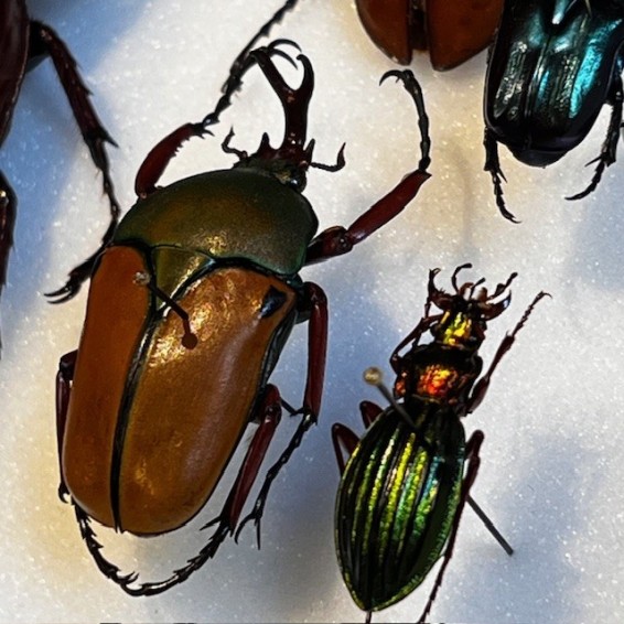 Beetles - Entomological composition of beetles - Entomological box