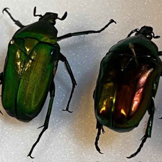 Beetles - Entomological composition of beetles - Entomological box