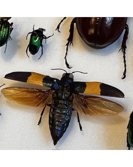 Beetles - Entomological composition of beetles - Entomological box
