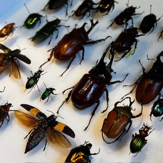 Beetles - Entomological composition of beetles - Entomological box