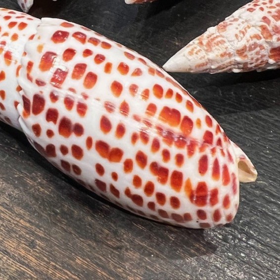 Coquillage Mitre Papale - Mitra papalis