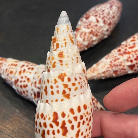 Coquillage Mitre Papale - Mitra papalis