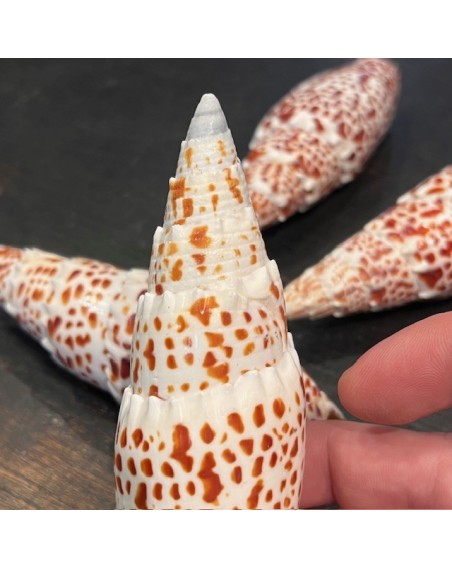 Papal Mitre shell - Mitra papalis