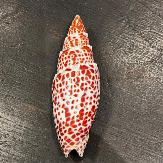 Papal Mitre shell - Mitra papalis