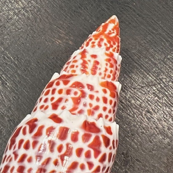 Coquillage Mitre Papale - Mitra papalis