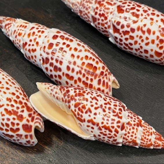 Coquillage Mitre Papale - Mitra papalis