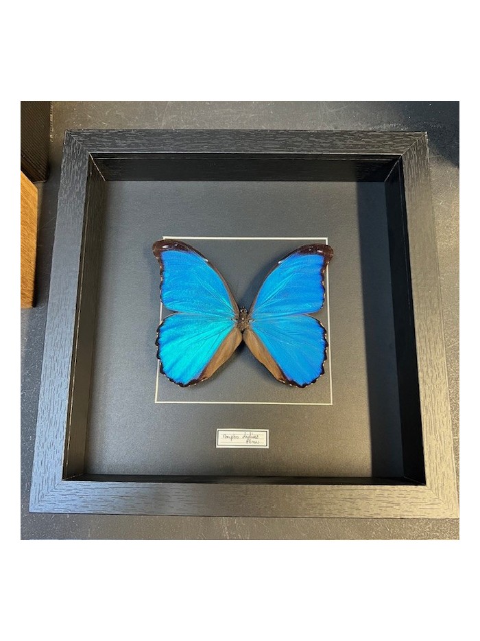 Entomological frame - Morpho Didius butterfly