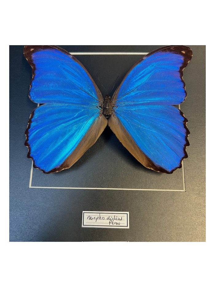 Entomological frame - Morpho Didius butterfly