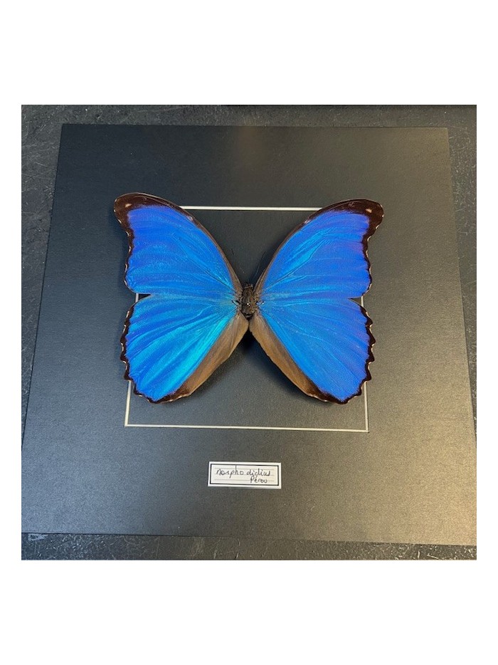Entomological frame - Morpho Didius butterfly