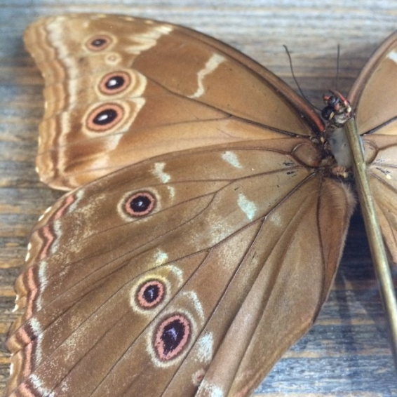 Morpho Didius butterfly - Entomological transparent frame