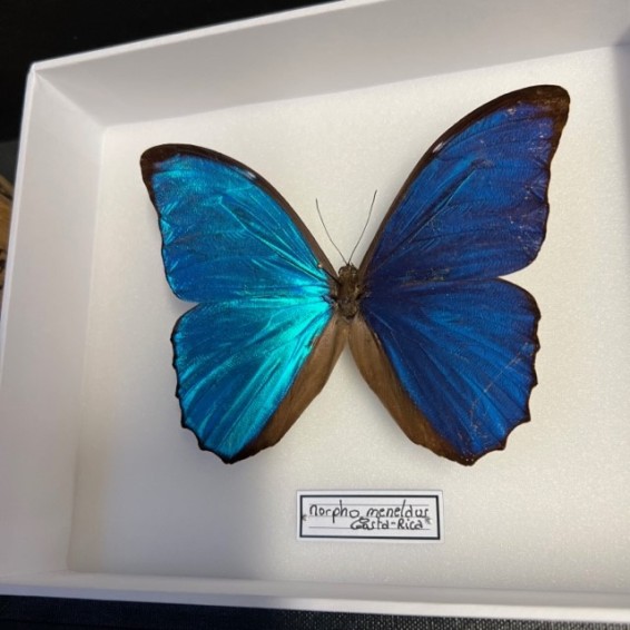 Entomological box - Morpho menelaus butterfly