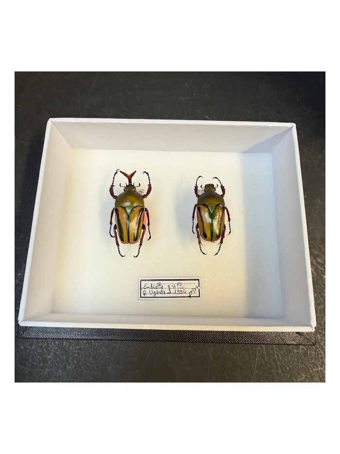 Entomological box - Scarab beetle Eudicella Gralli