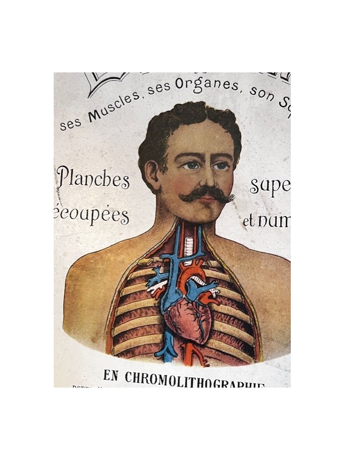 L'Homme - Planche anatomique démontable - Fernand Nathan Editeur 1910