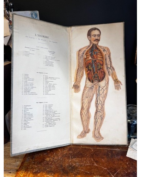 L'Homme - Planche anatomique démontable - Fernand Nathan Editeur 1910