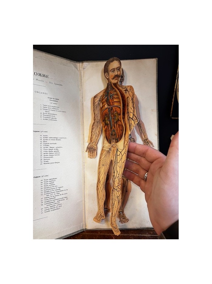 The Man - Removable anatomical chart - By Dr Lelièvre - 1910