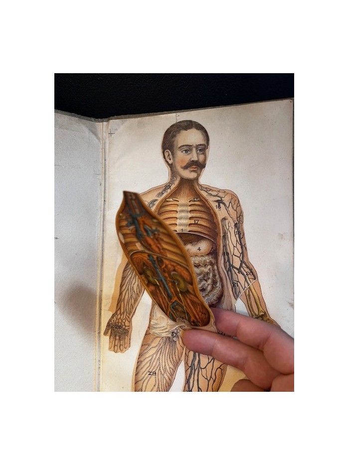 L'Homme - Planche anatomique démontable - Fernand Nathan Editeur 1910
