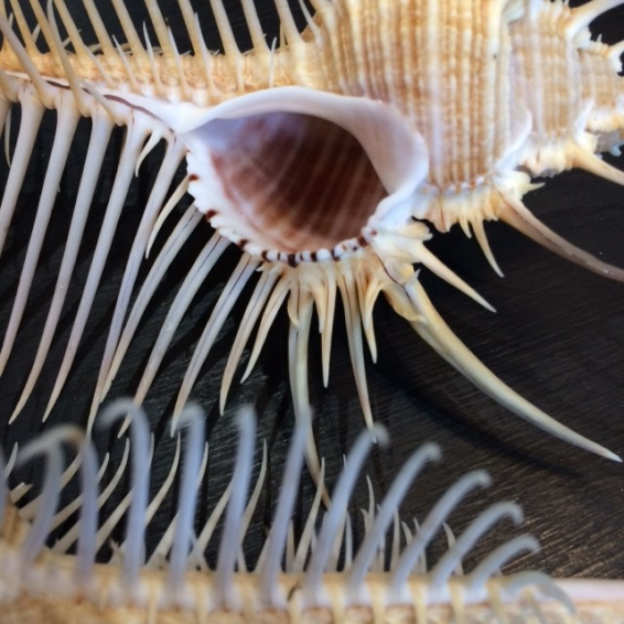Venus Comb: Murex Pecten shell