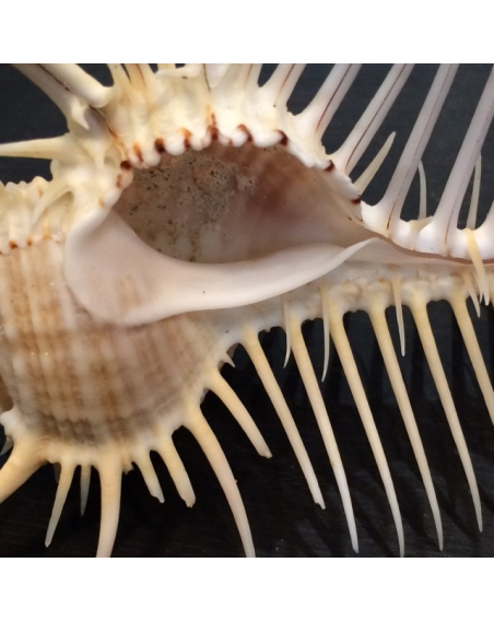 Venus Comb: Murex Pecten shell