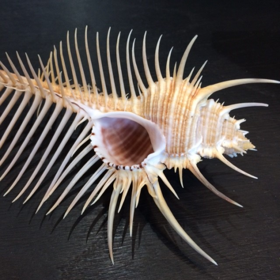 Venus Comb: Murex Pecten shell