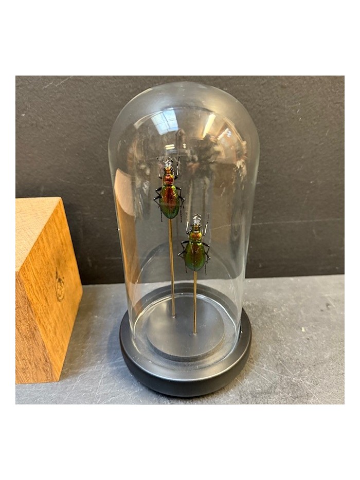 Scarabée sous globe en verre - Carabus hispanus - Carabe espagnol