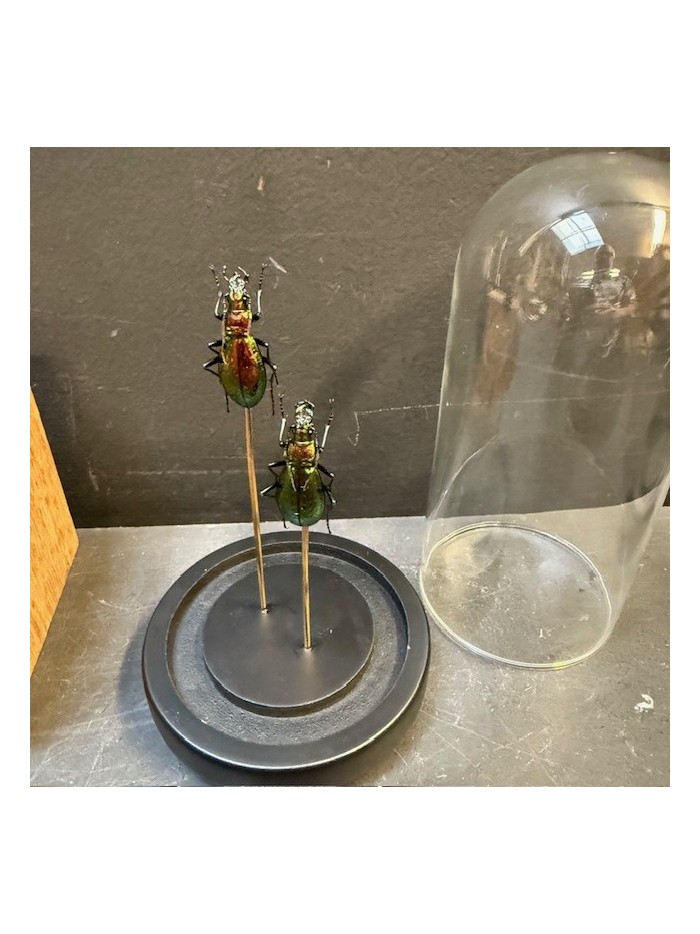 Scarabée sous globe en verre - Carabus hispanus - Carabe espagnol