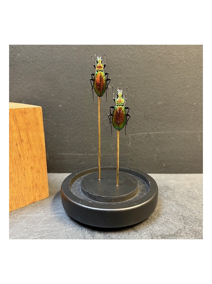 Scarabée sous globe en verre - Carabus hispanus - Carabe espagnol