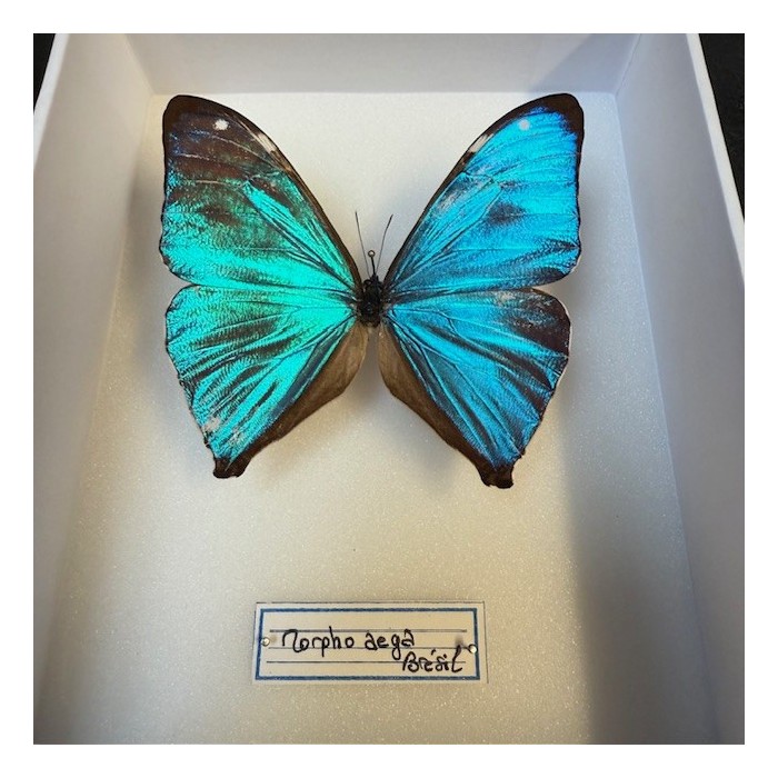 Papillon Morpho aega - Boite entomologique