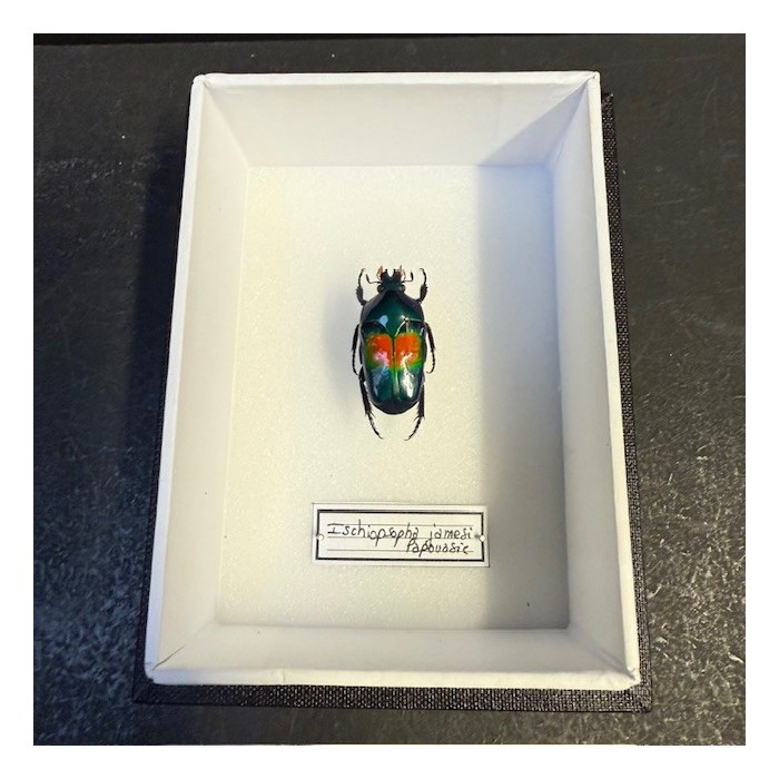Entomological box - Scarab beetle Ischiopsopha jamesi