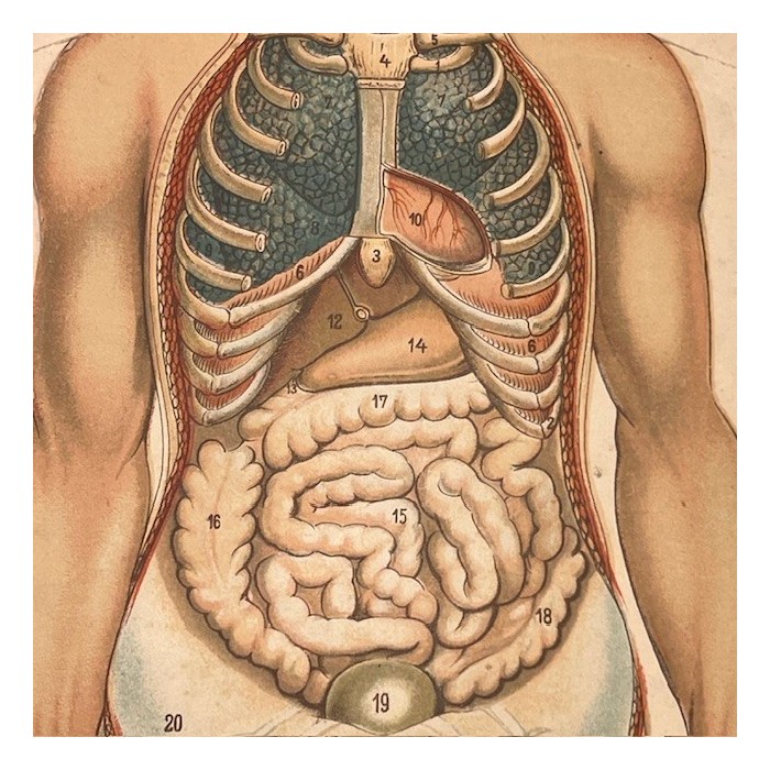 Removable plate - Anatomy of Man - Vigot Frères éditeurs - 1900