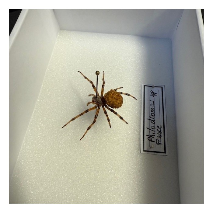 Entomological box - Philodromus spp spider