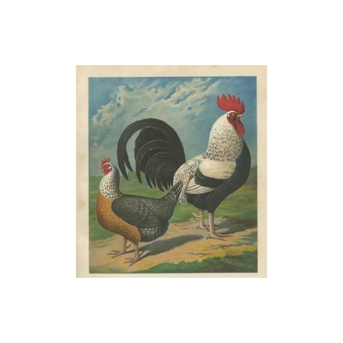 Chicken - Bird skull - Gallus gallus domesticus