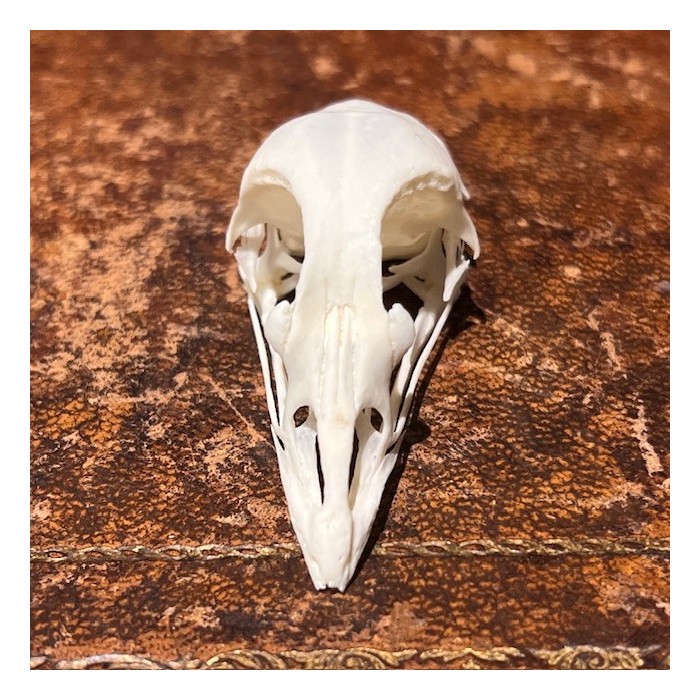 Chicken - Bird skull - Gallus gallus domesticus