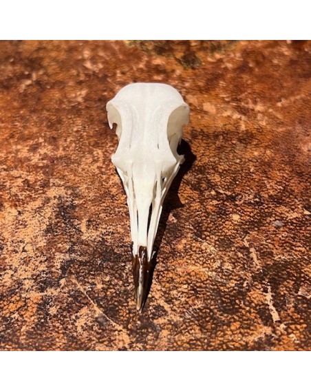 African wattled lapwing - Bird skull - Vanellus senegallus